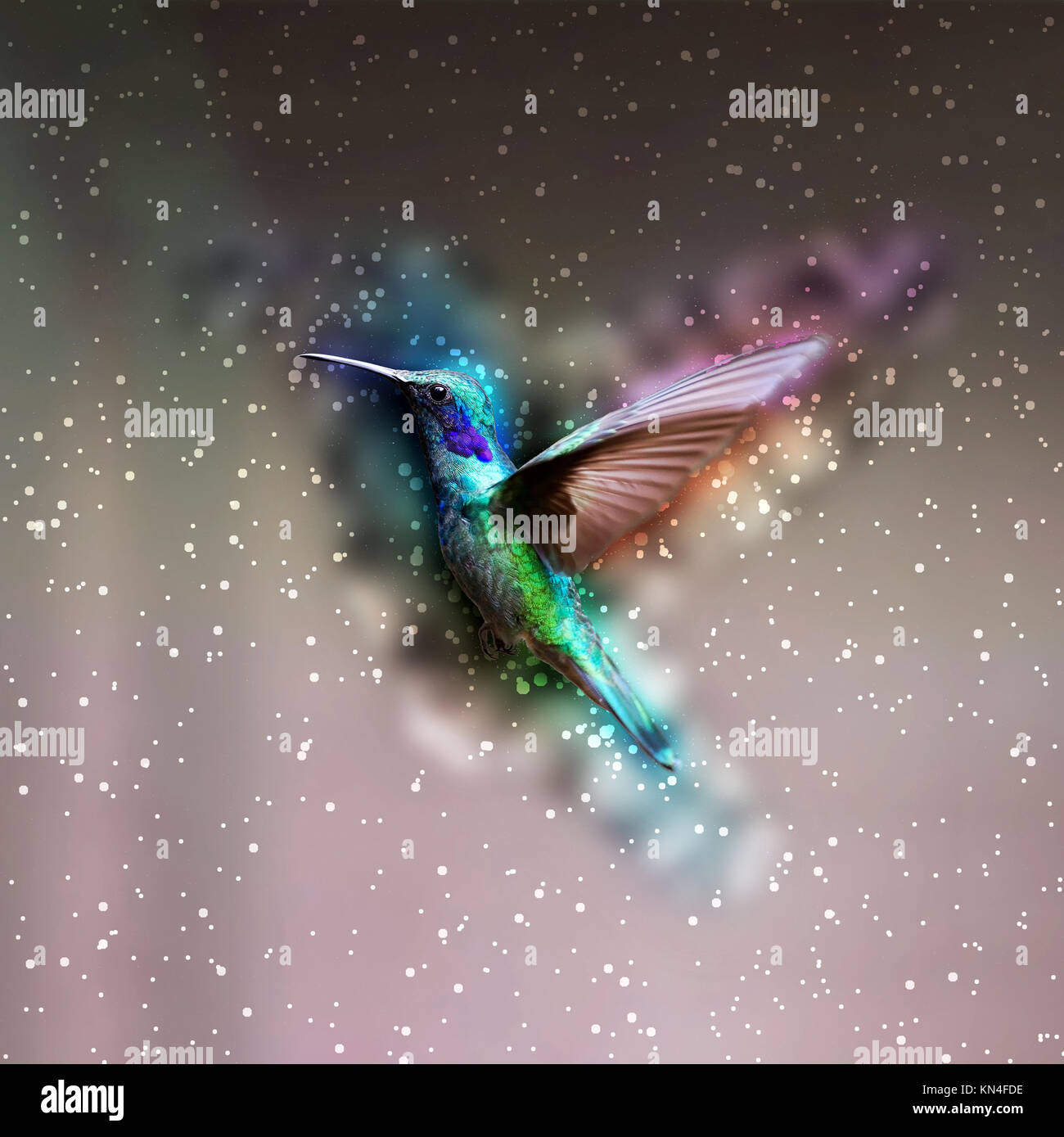 Coloured hummingbird hi-res stock photography and images - Alamy