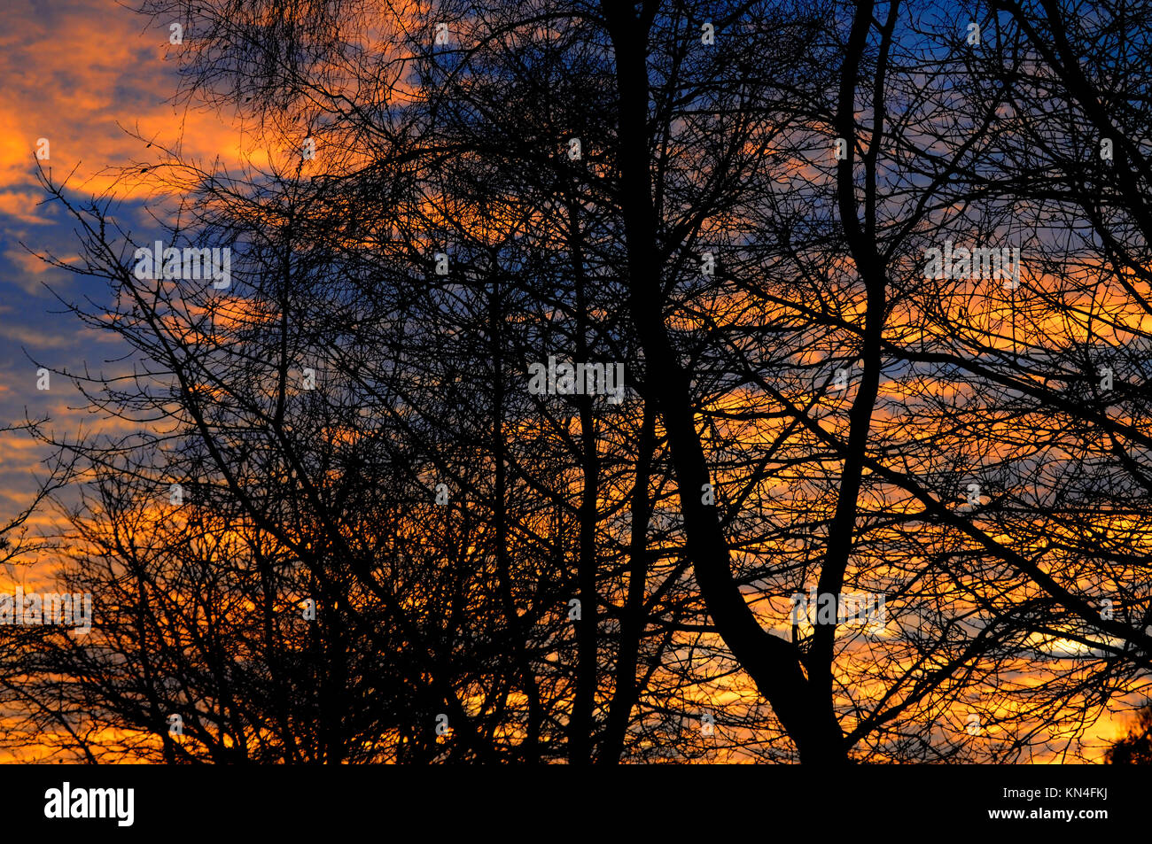 trees and sunset Stock Photo - Alamy