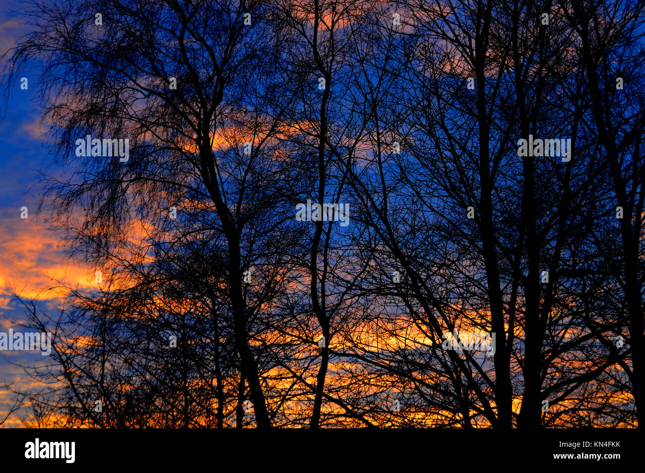 trees and sunset Stock Photo - Alamy