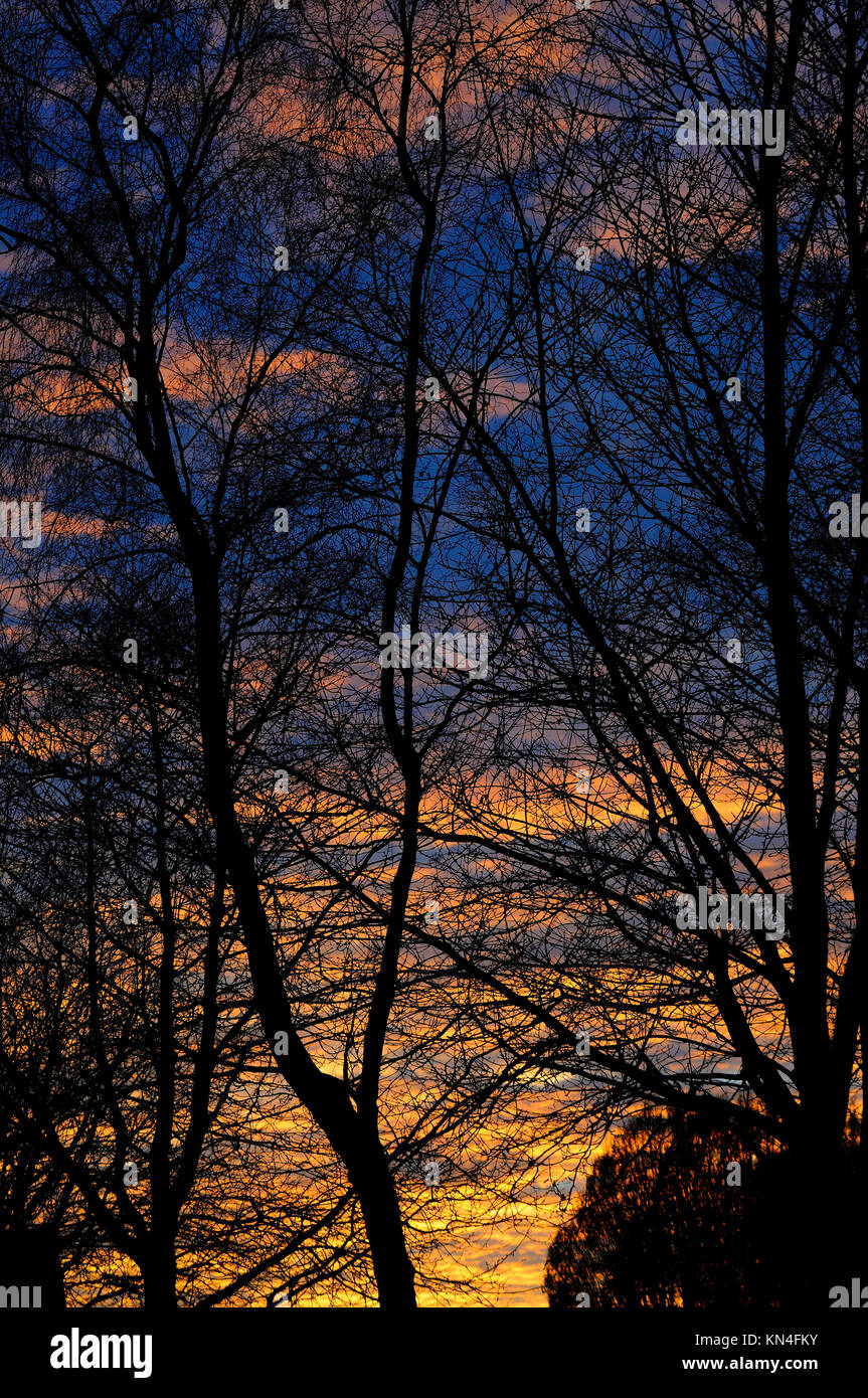 trees and sunset Stock Photo - Alamy