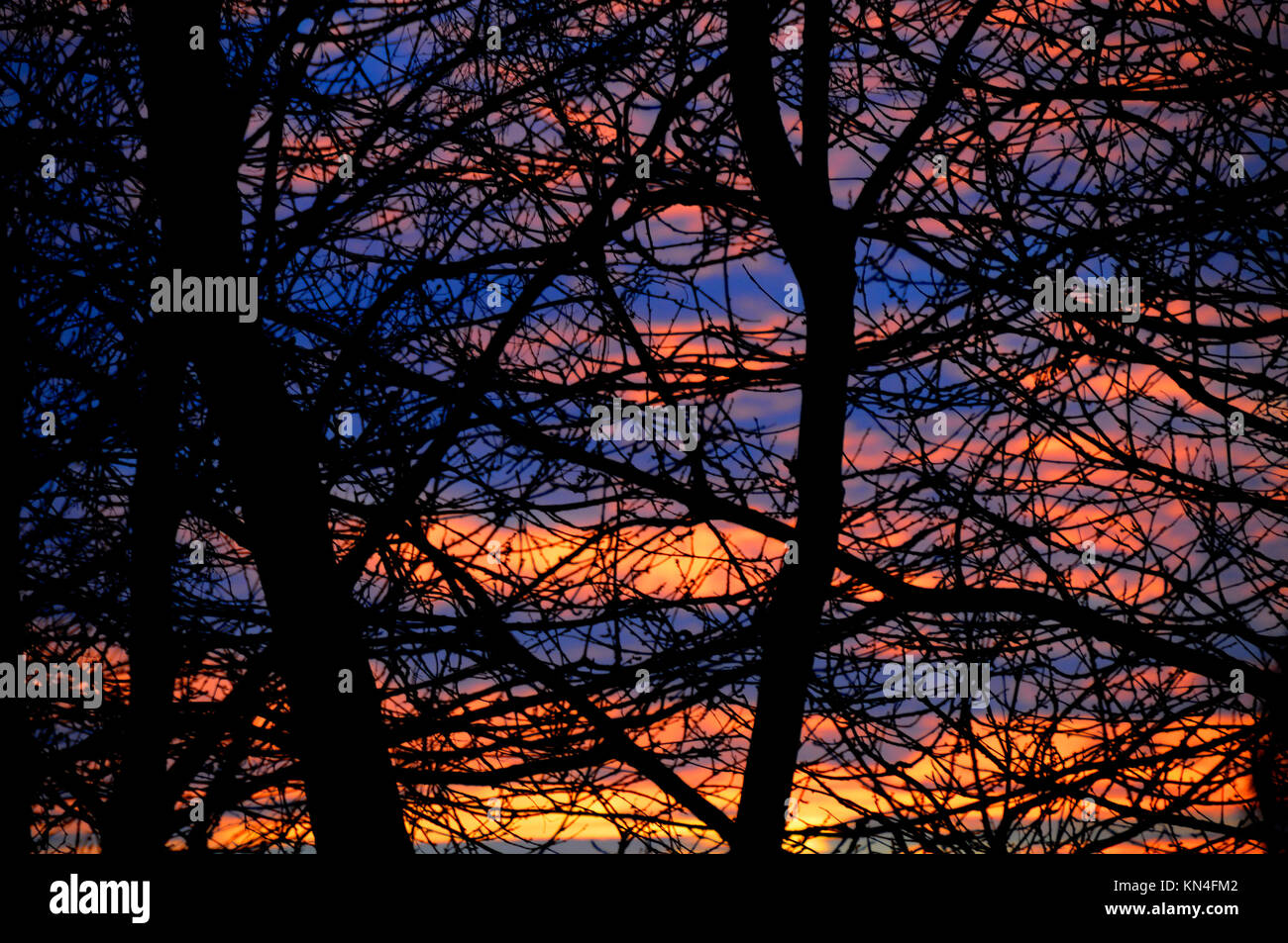 trees and sunset Stock Photo - Alamy