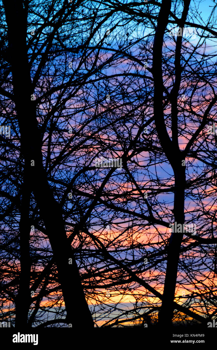 trees and sunset Stock Photo - Alamy