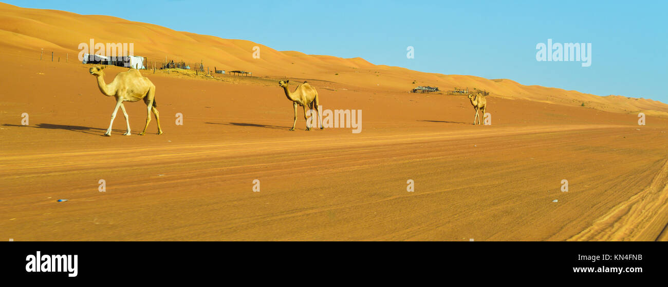 A camel train moving through the desert in Oman Stock Photo - Alamy