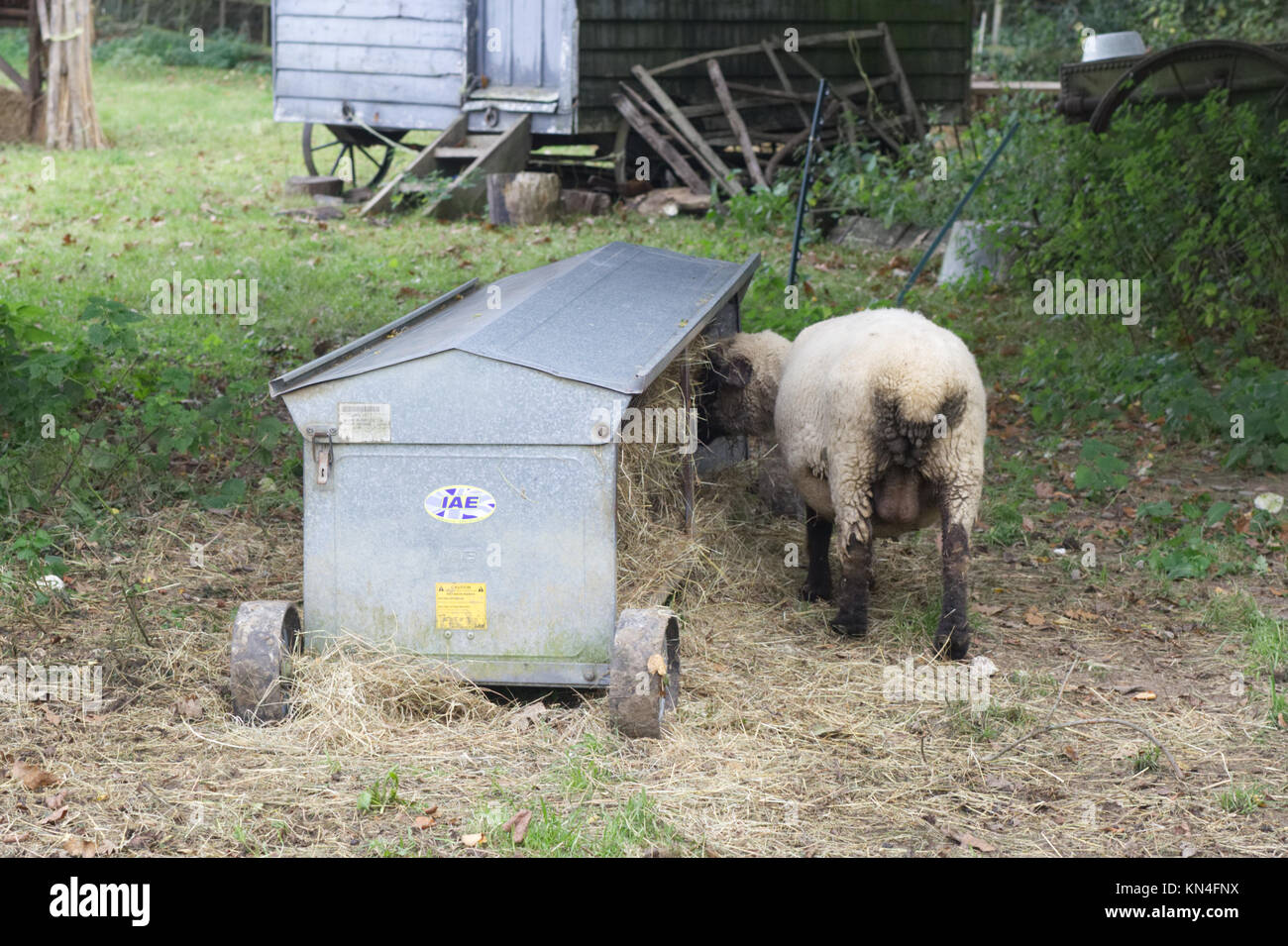 sheep in a pen, farmyard animals Stock Photo - Alamy