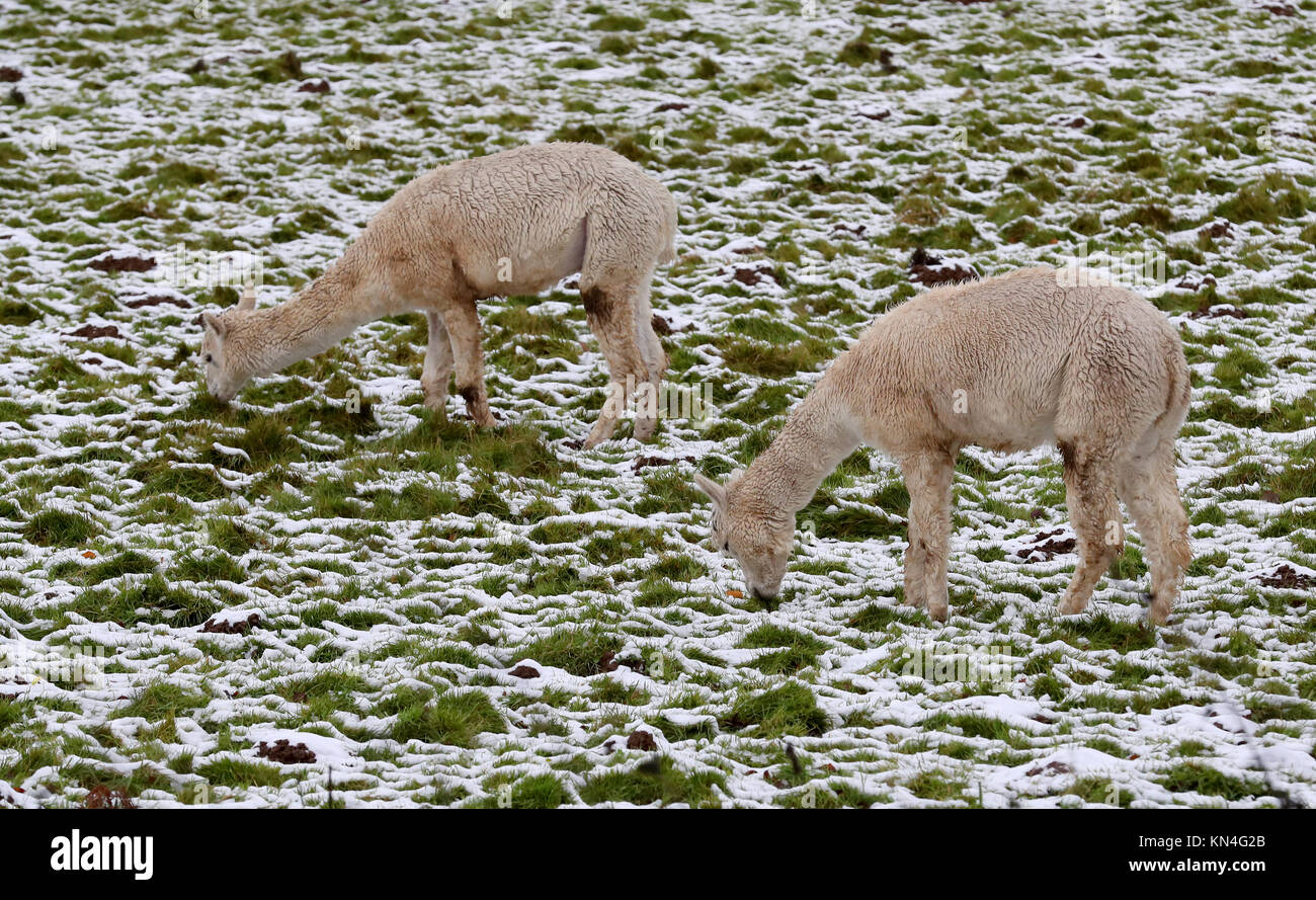 Snow near Canterbury, Kent, as heavy snowfall across parts of the UK is ...