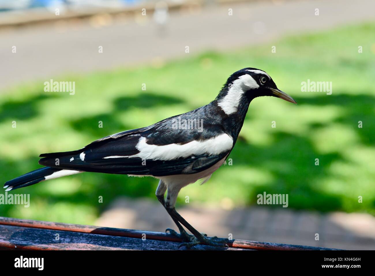 Male Magpie lark (Grallina cyanoleuca) visiting a picnic table ...
