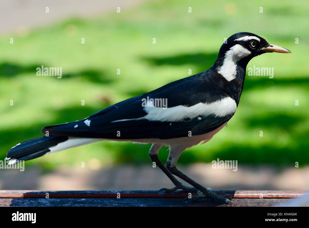 Male magpie lark grallina cyanoleuca visiting a picnic table hi-res ...