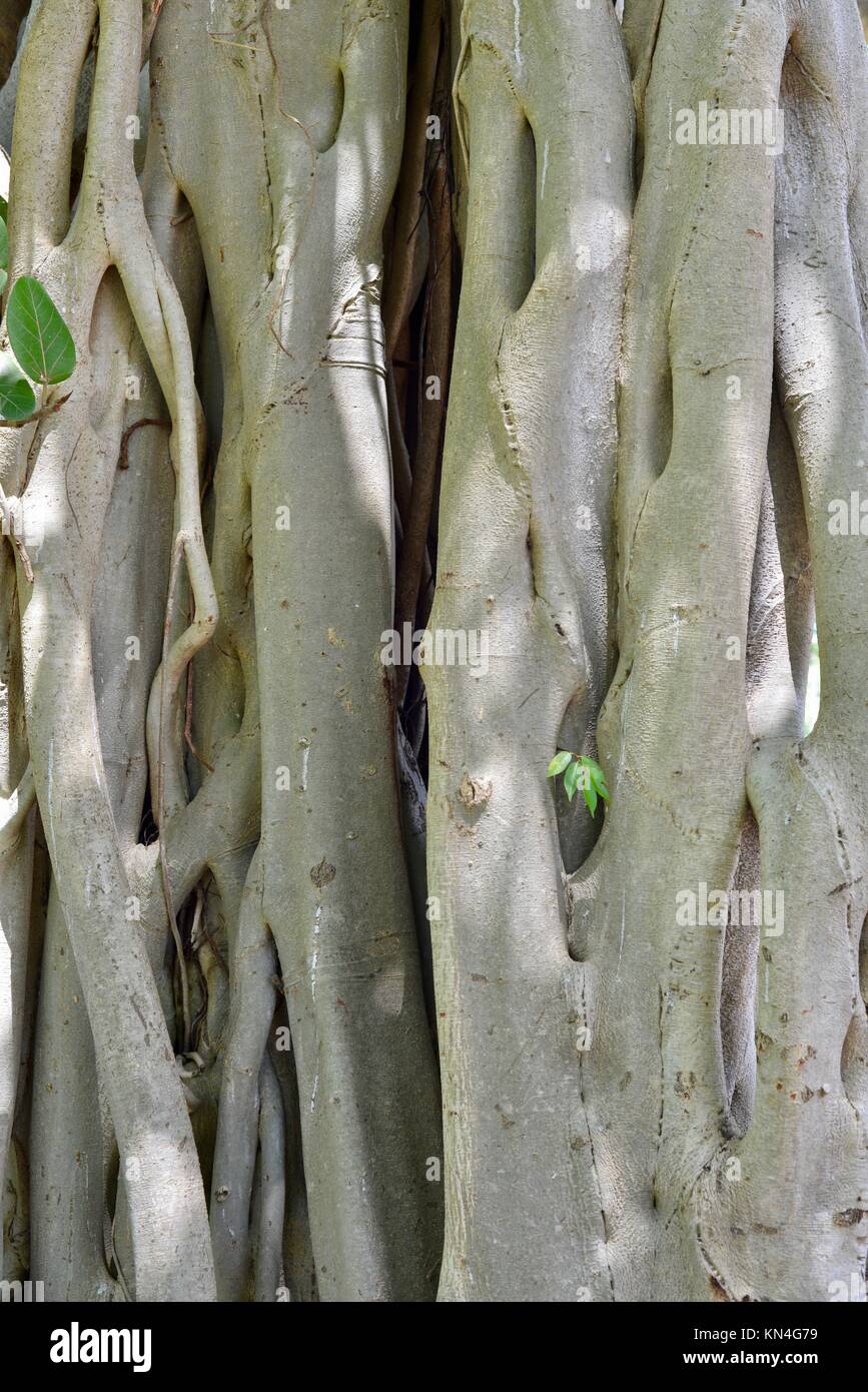 Trunk of fig tree showing the intricate patterns these trees make as ...