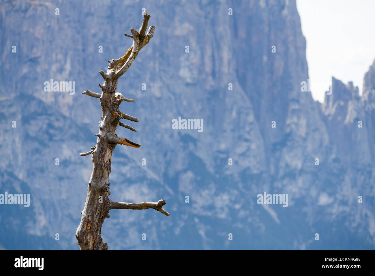 old dead tree in front of The Schlern, Dolomites Stock Photo - Alamy