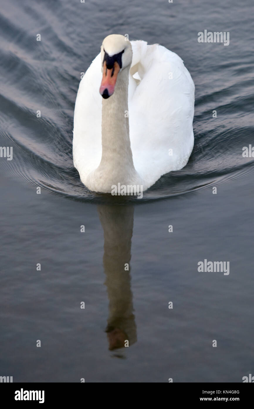 a white mute swan gliding across the water making ripples in it's wake ...