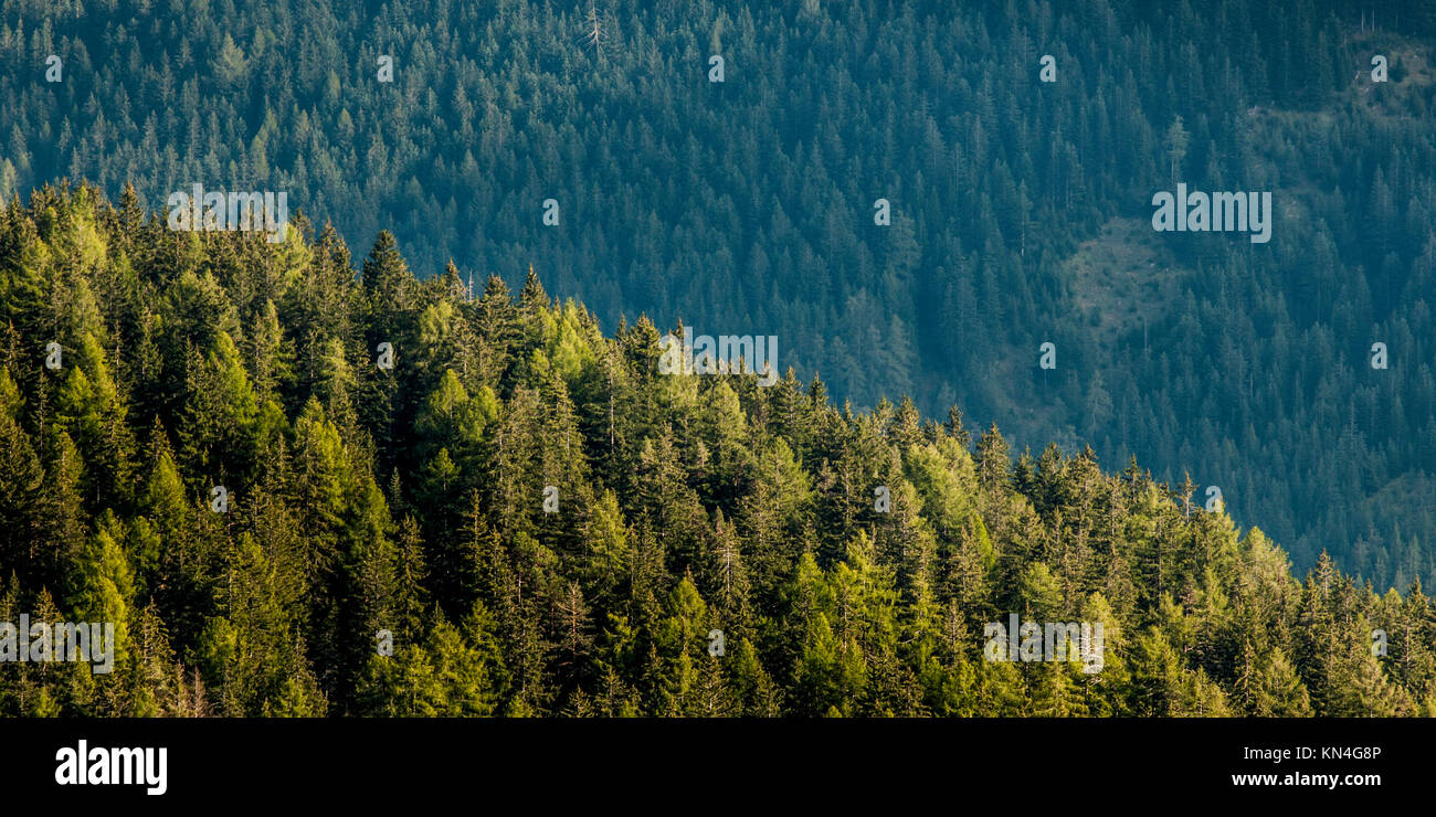 treeline in the Dolomites, Italy Stock Photo - Alamy
