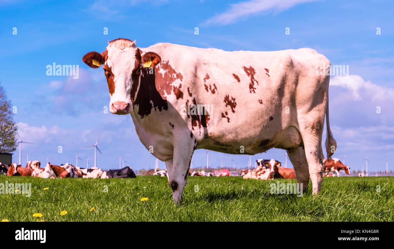 Dutch cows in the meadow Stock Photo - Alamy