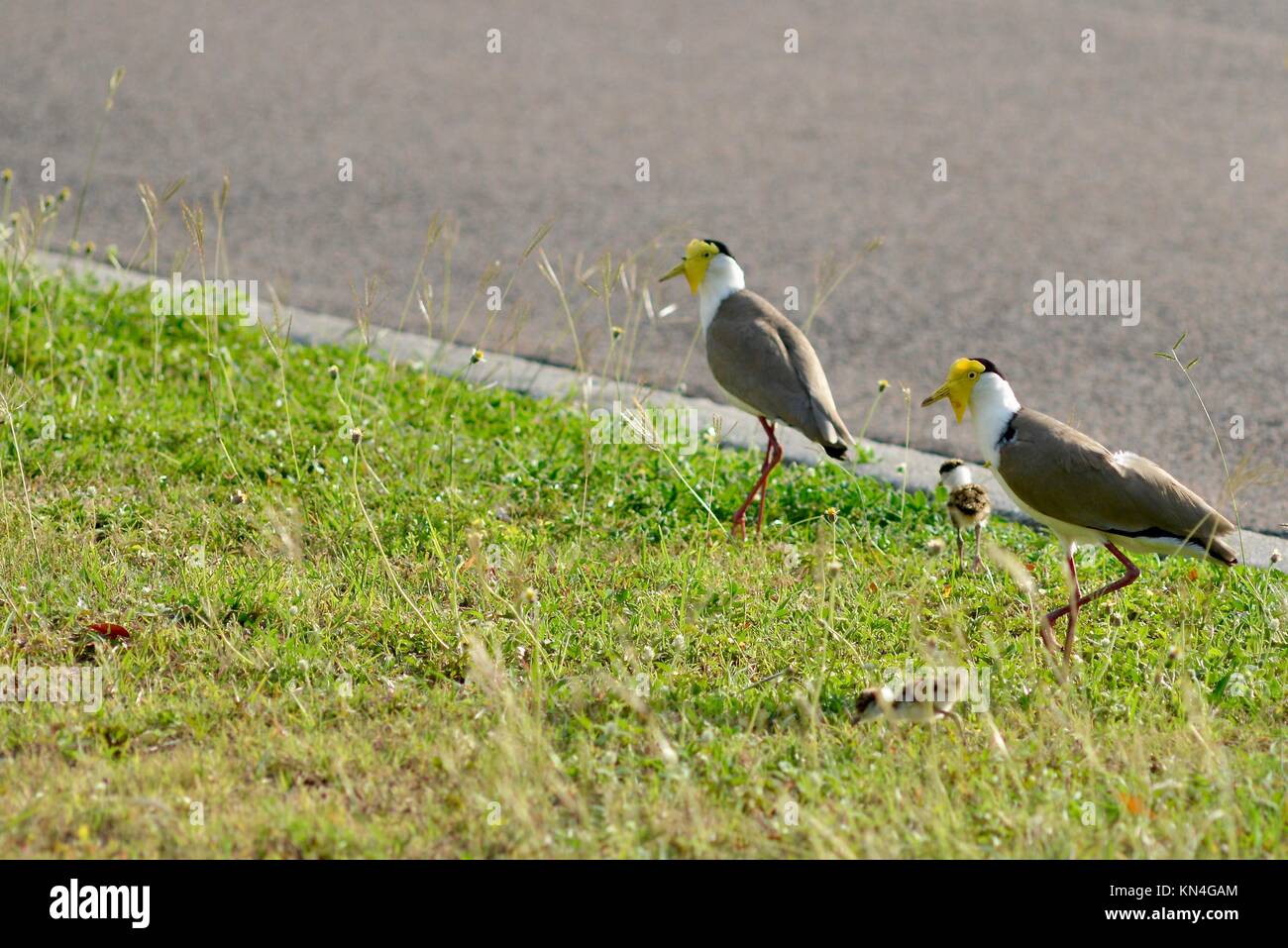 Masked lapwing (Vanellus miles) plover chicks during the breeding ...