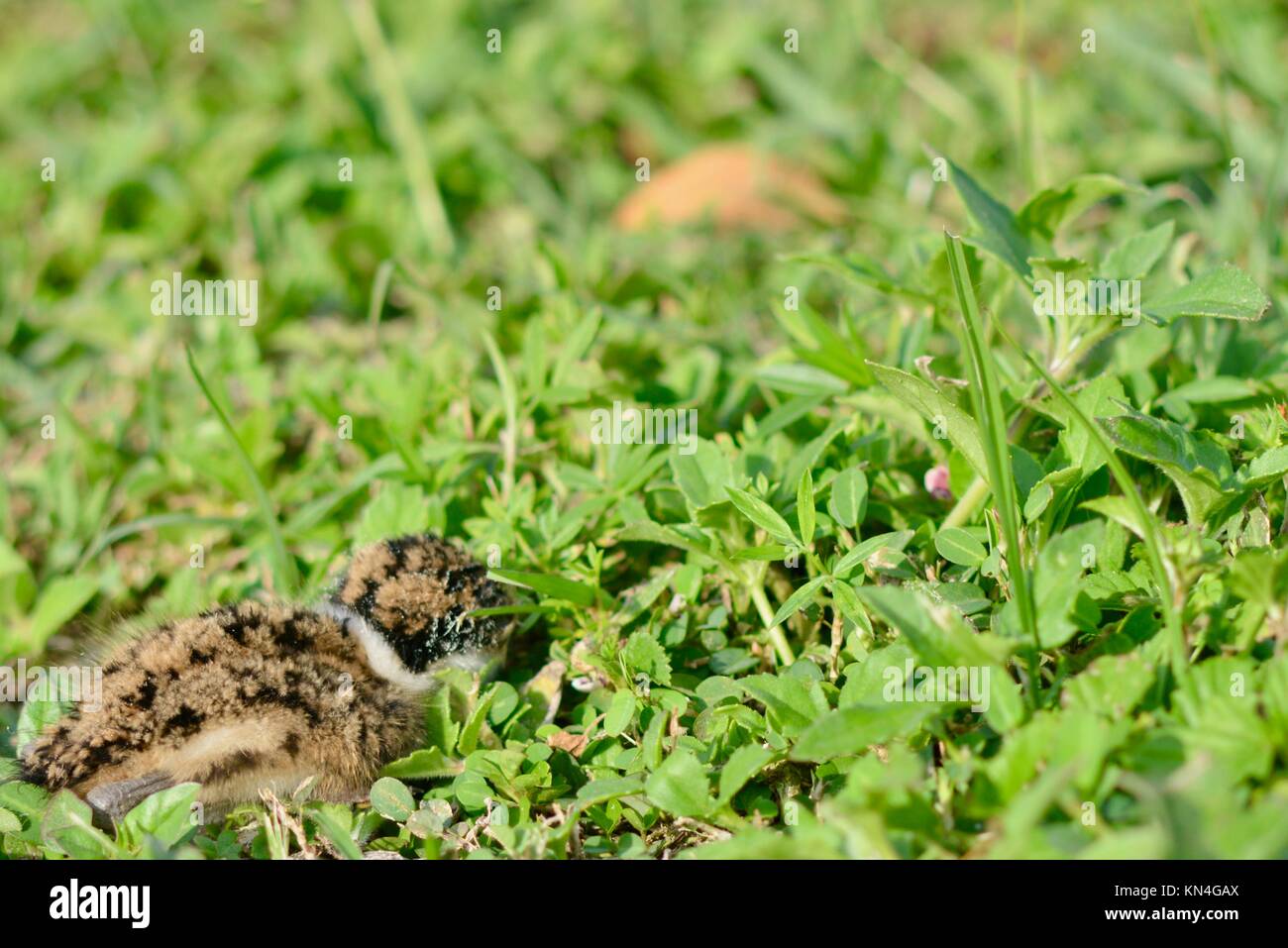 Masked lapwing (Vanellus miles) plover chicks during the breeding ...