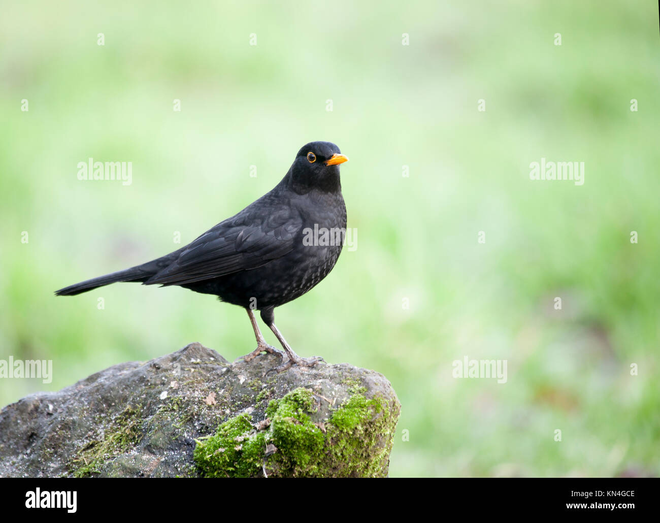 European Blackbird standing on a mossy stone; defocussed background ...
