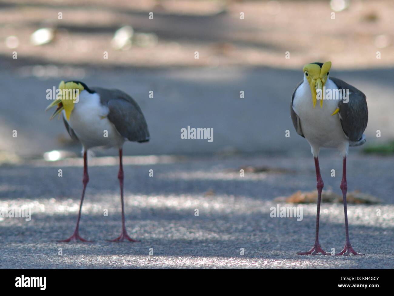 Black Winged Lapwing High Resolution Stock Photography and Images - Alamy