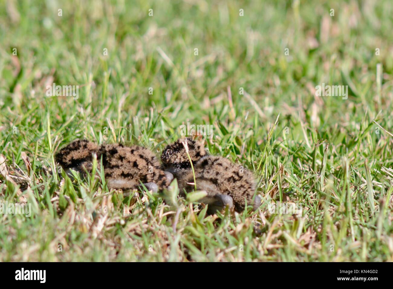 Masked lapwing (Vanellus miles) plover chicks during the breeding ...