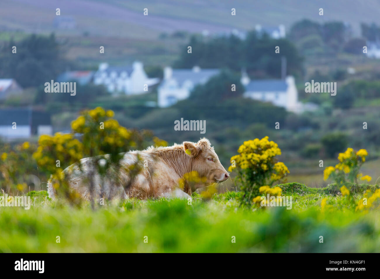 Ballinskelligs Priory, Iveragh Peninsula, County Kerry, Ireland, Europe ...