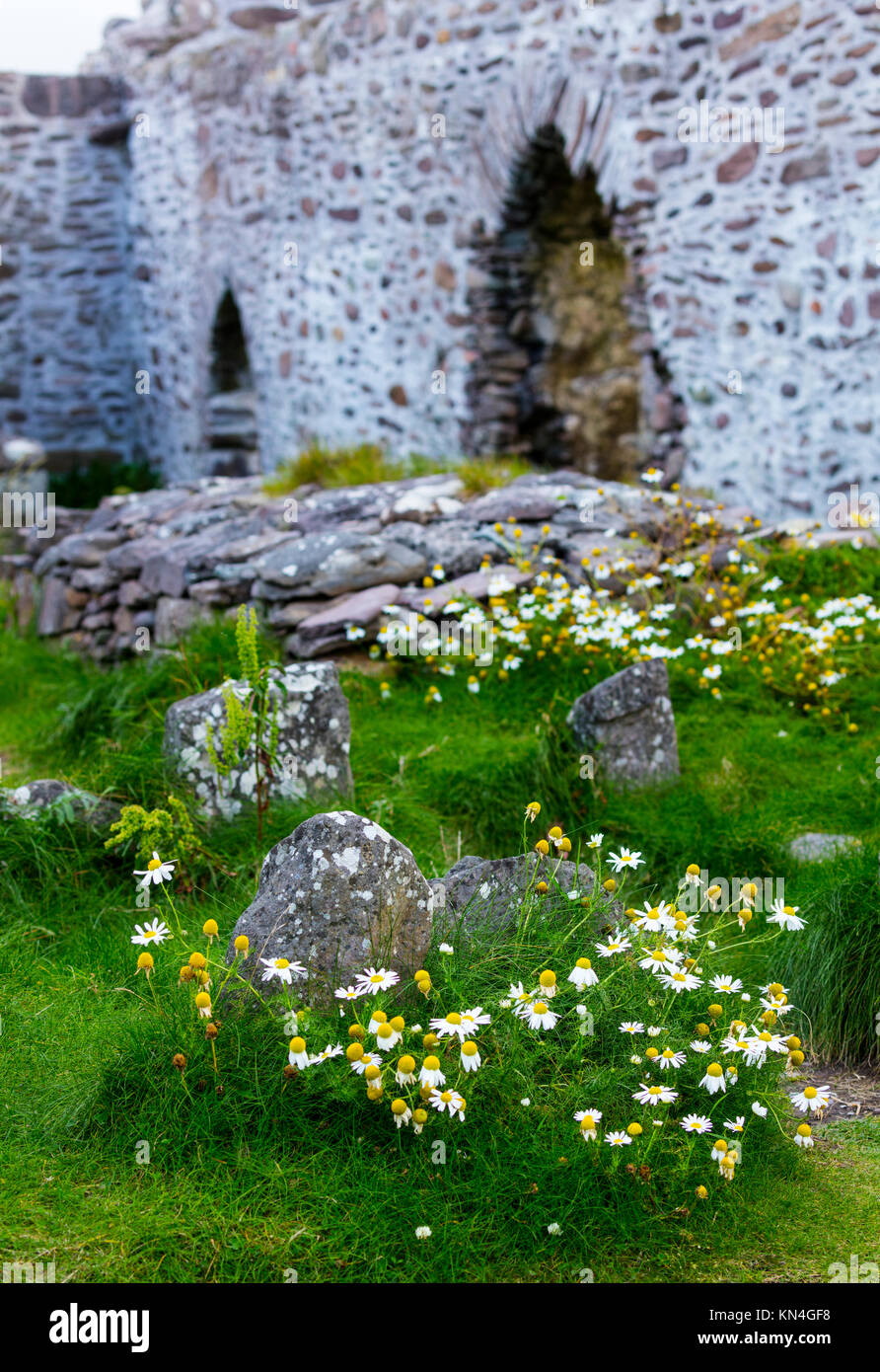 Ballinskelligs Priory, Iveragh Peninsula, County Kerry, Ireland, Europe ...