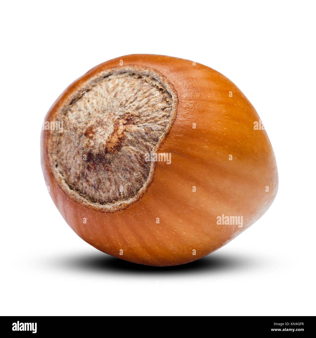 hazelnut close-up isolated on white background. Clipping path Stock ...