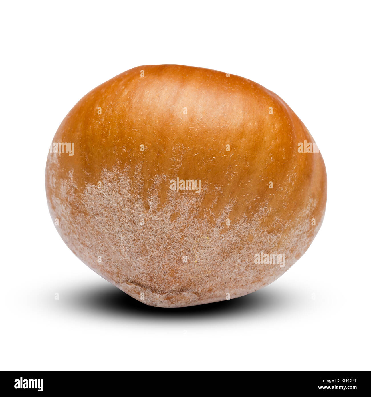 hazelnut close-up isolated on white background. Clipping path Stock ...