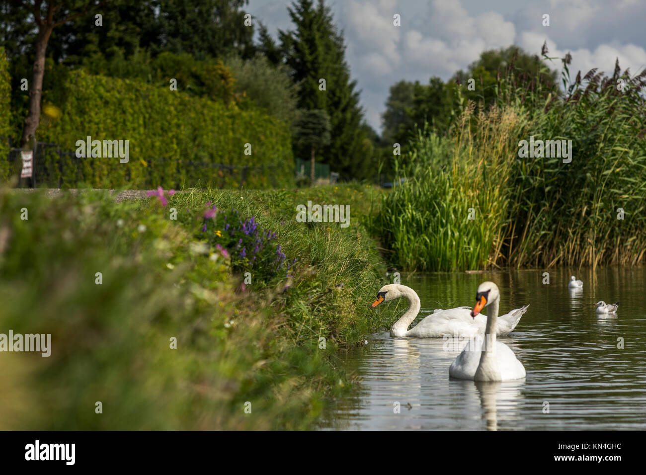 Mute Swans are looking for food in Jamno Lake nearby Mielno, Poland ...