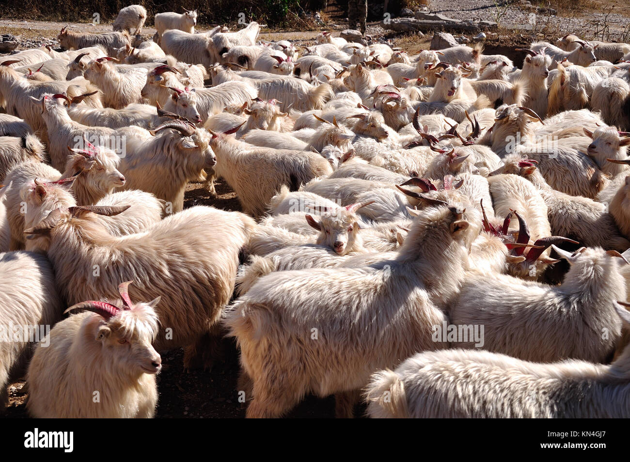 Herd of Cashmere (Pashmina) goats Stock Photo - Alamy