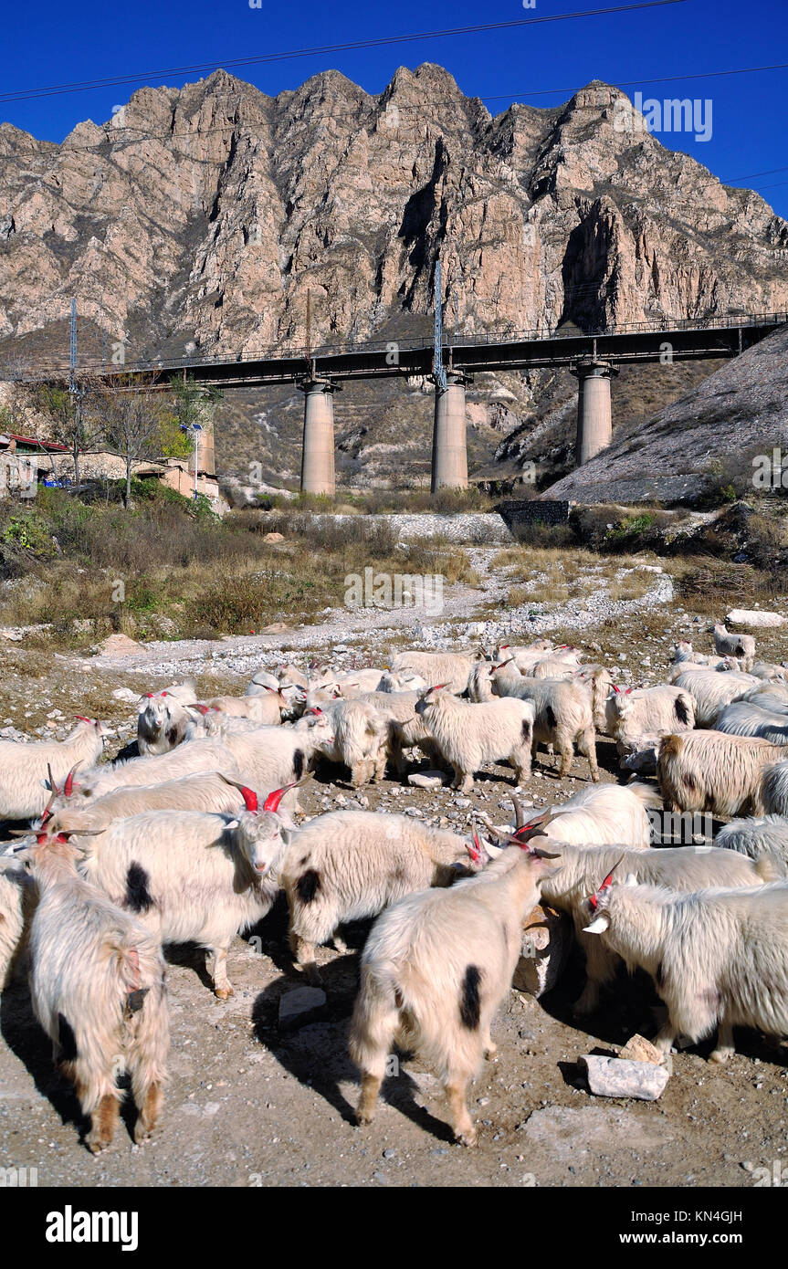 Pashmina goat hi-res stock photography and images - Alamy