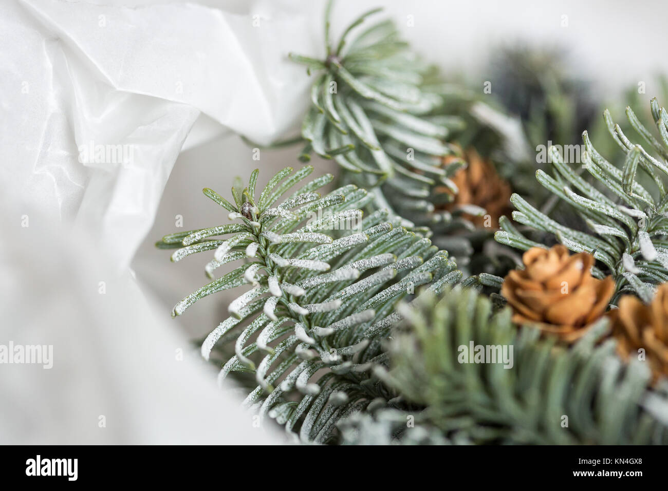 nature, growing, floral decor concept. close up of fresh branches of ...
