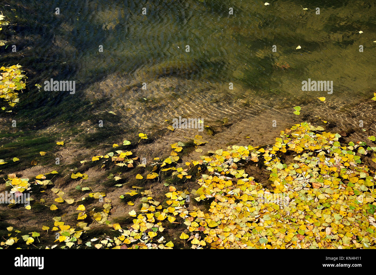 Algae in water hi-res stock photography and images - Alamy