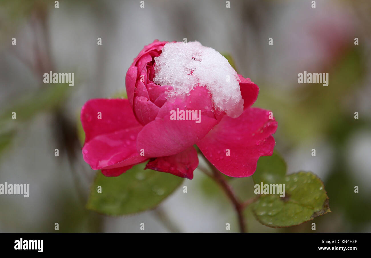 A snow covered rose in Nottingham, as heavy snowfall across parts of ...