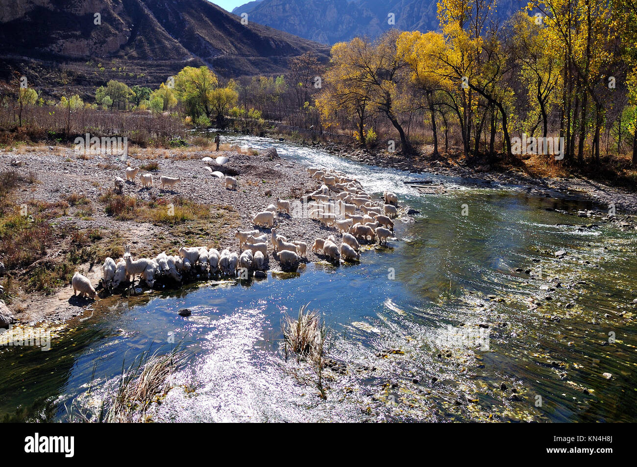 Mountain river in autumn Stock Photo - Alamy