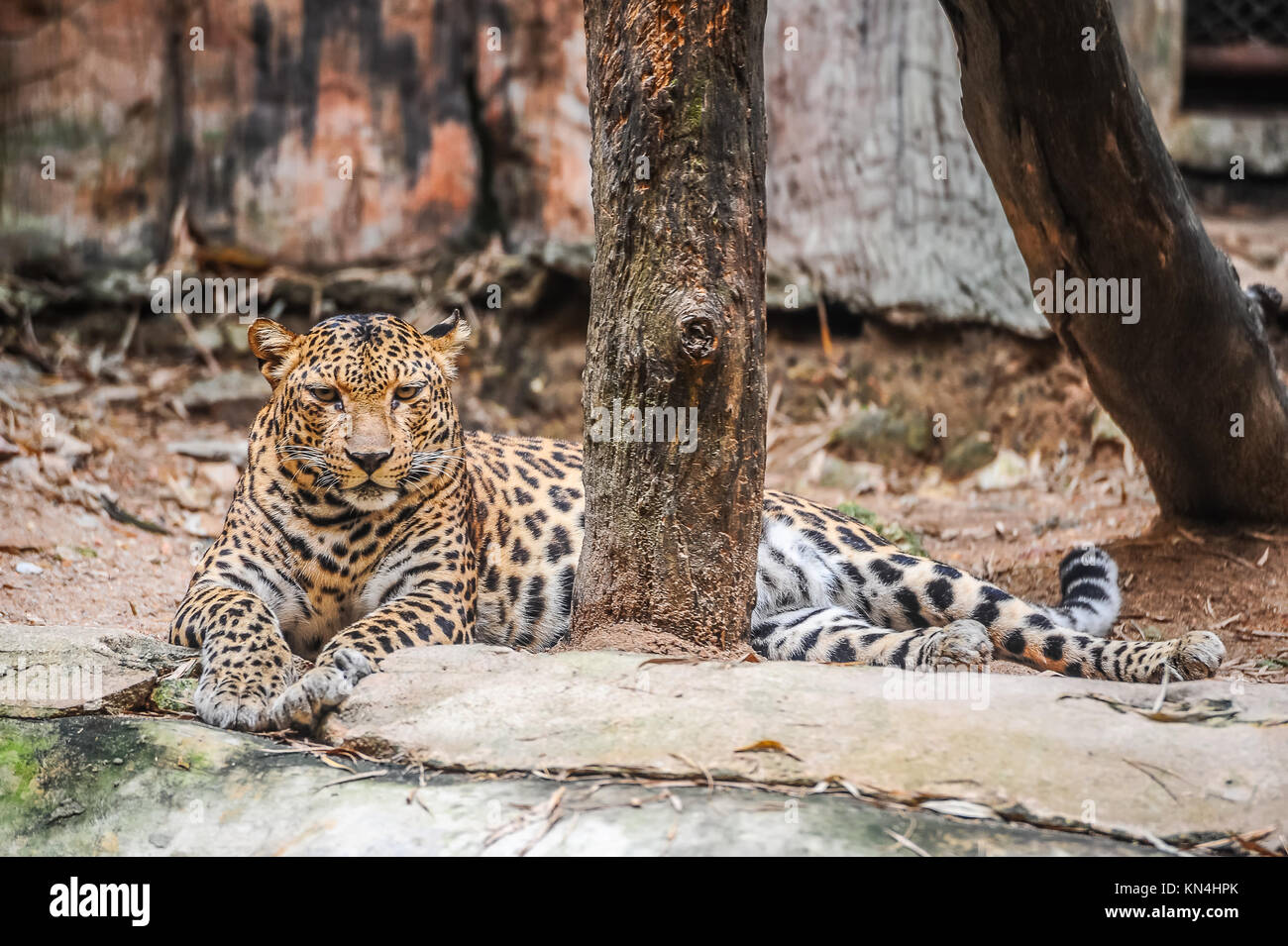 Leopard lying on tree trunk hi-res stock photography and images - Alamy