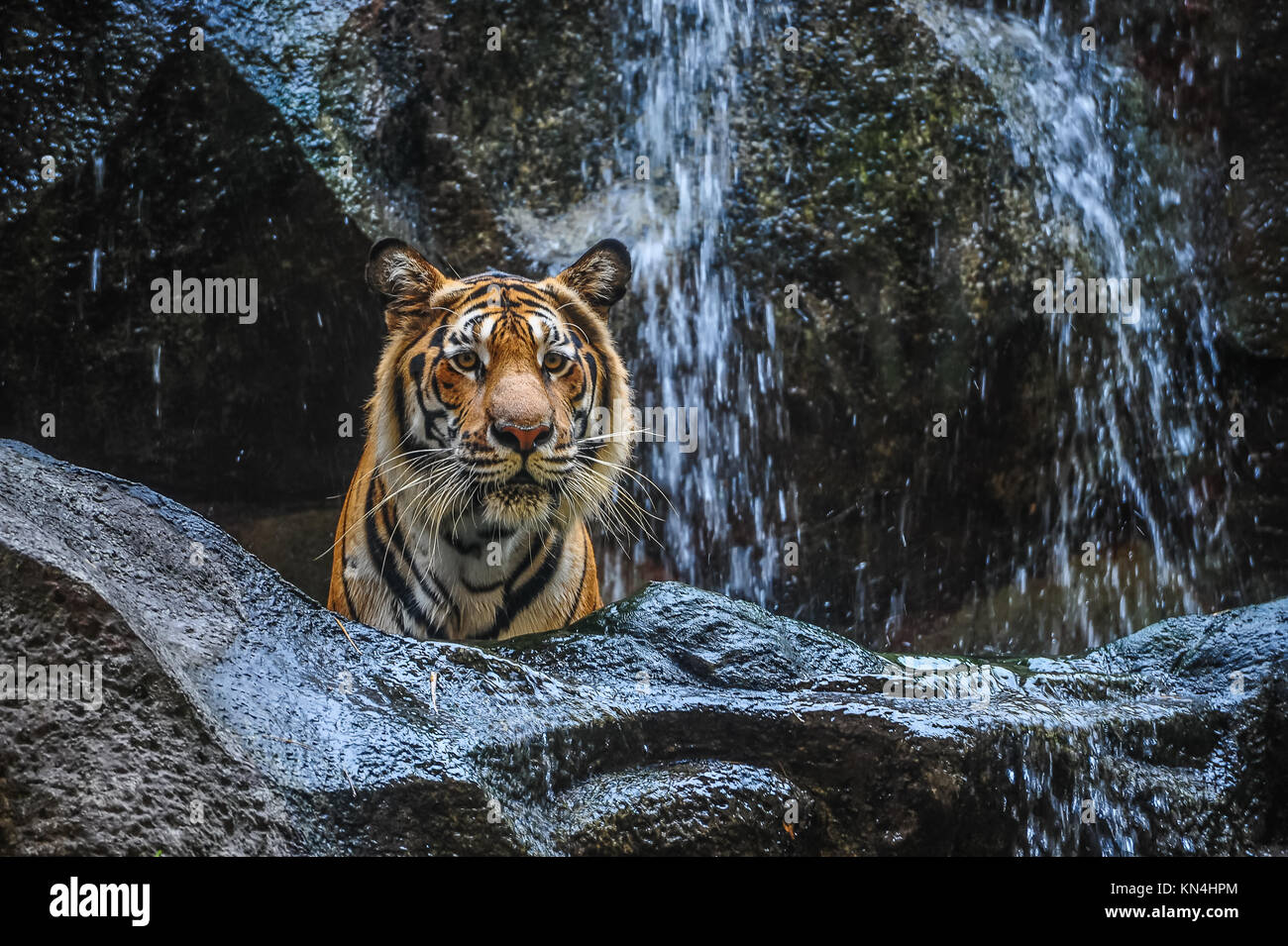 Tiger Claw Tree High Resolution Stock Photography and Images - Alamy