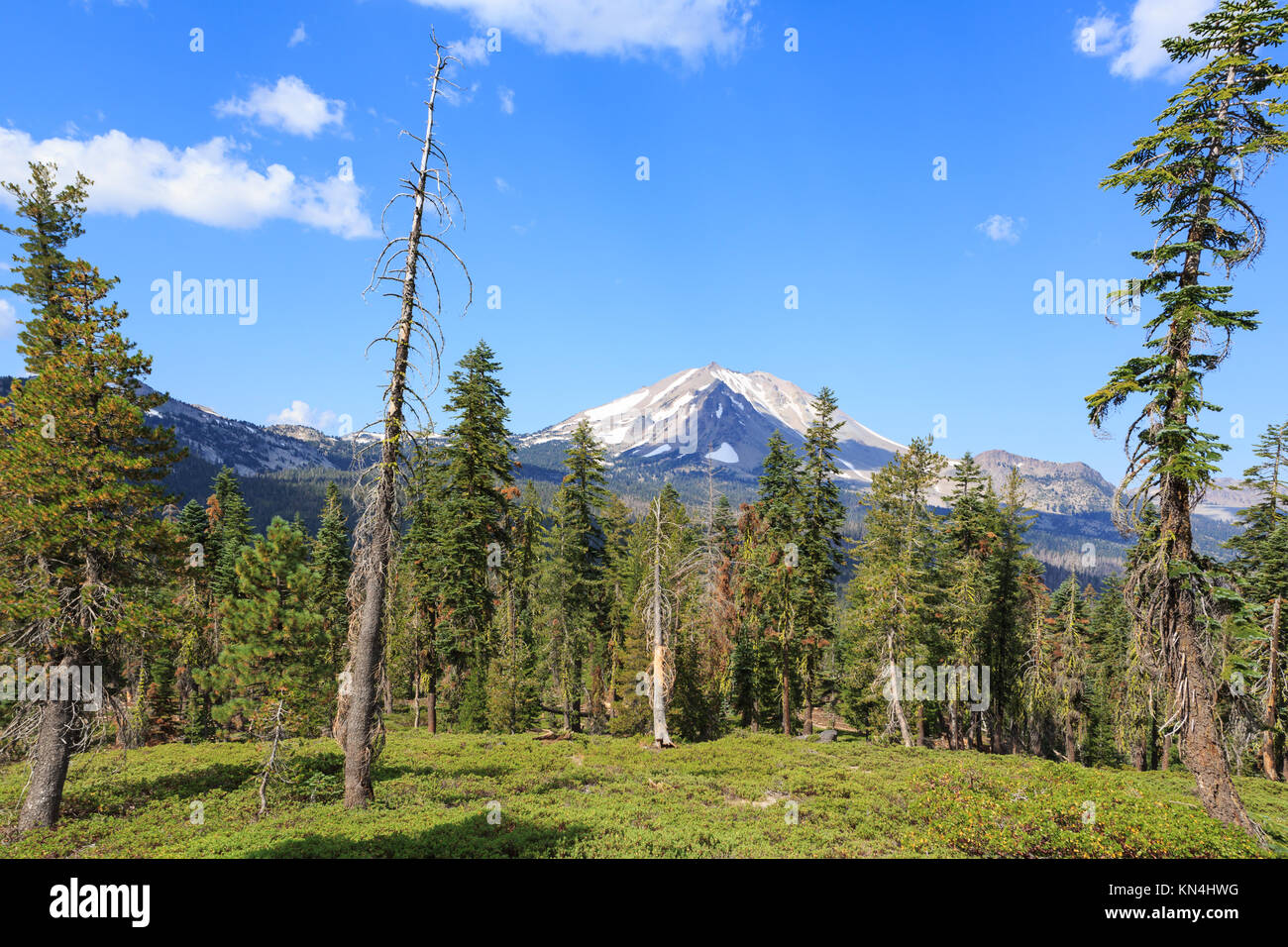A meadow with scraggly fire damaged pine trees frames the snow capped ...