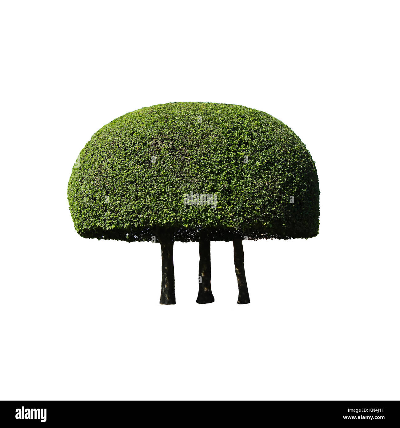 Beautiful dwarf tree isolated on white background Stock Photo - Alamy