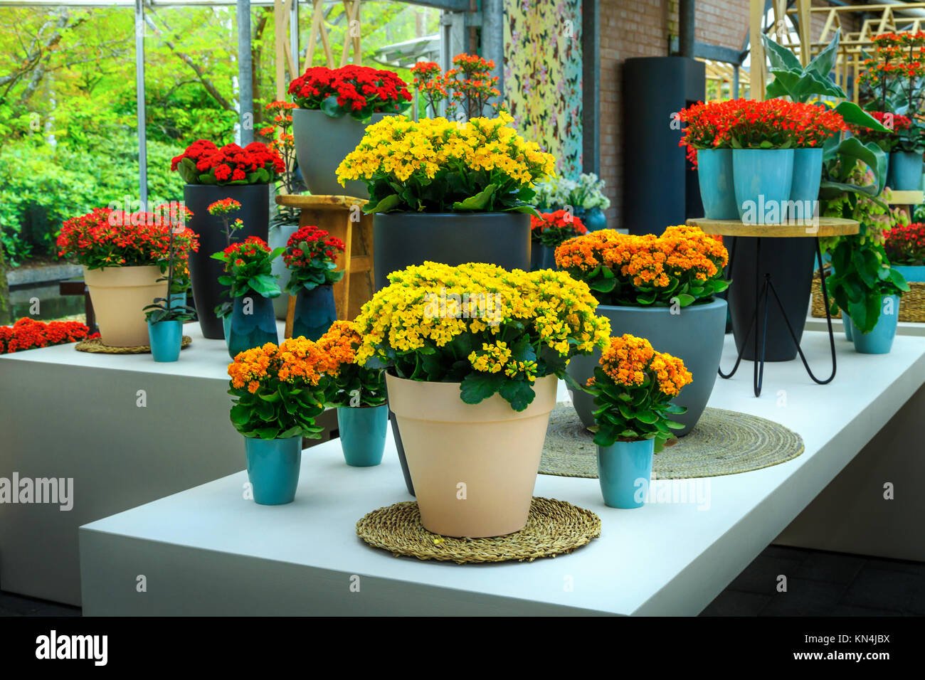 Amazing colorful flowers on the stand in famous Keukenhof garden ...