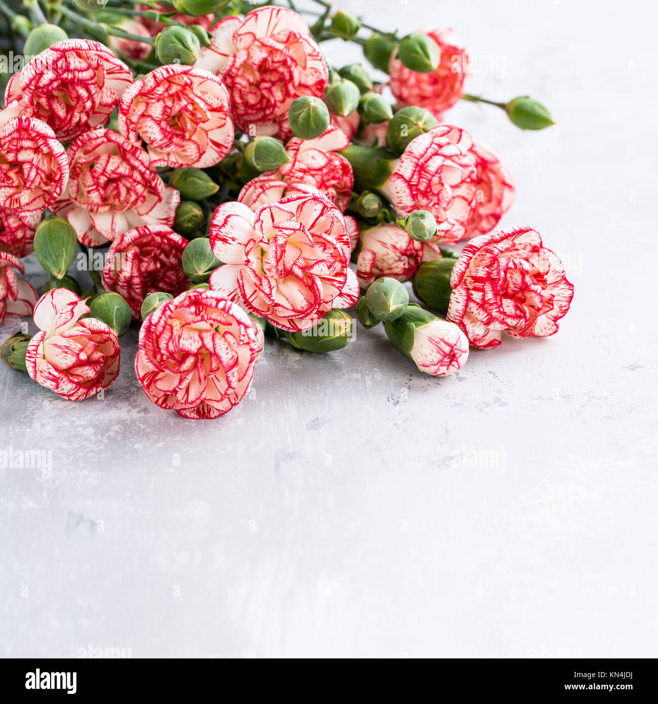 Pink carnation flowers Stock Photo - Alamy