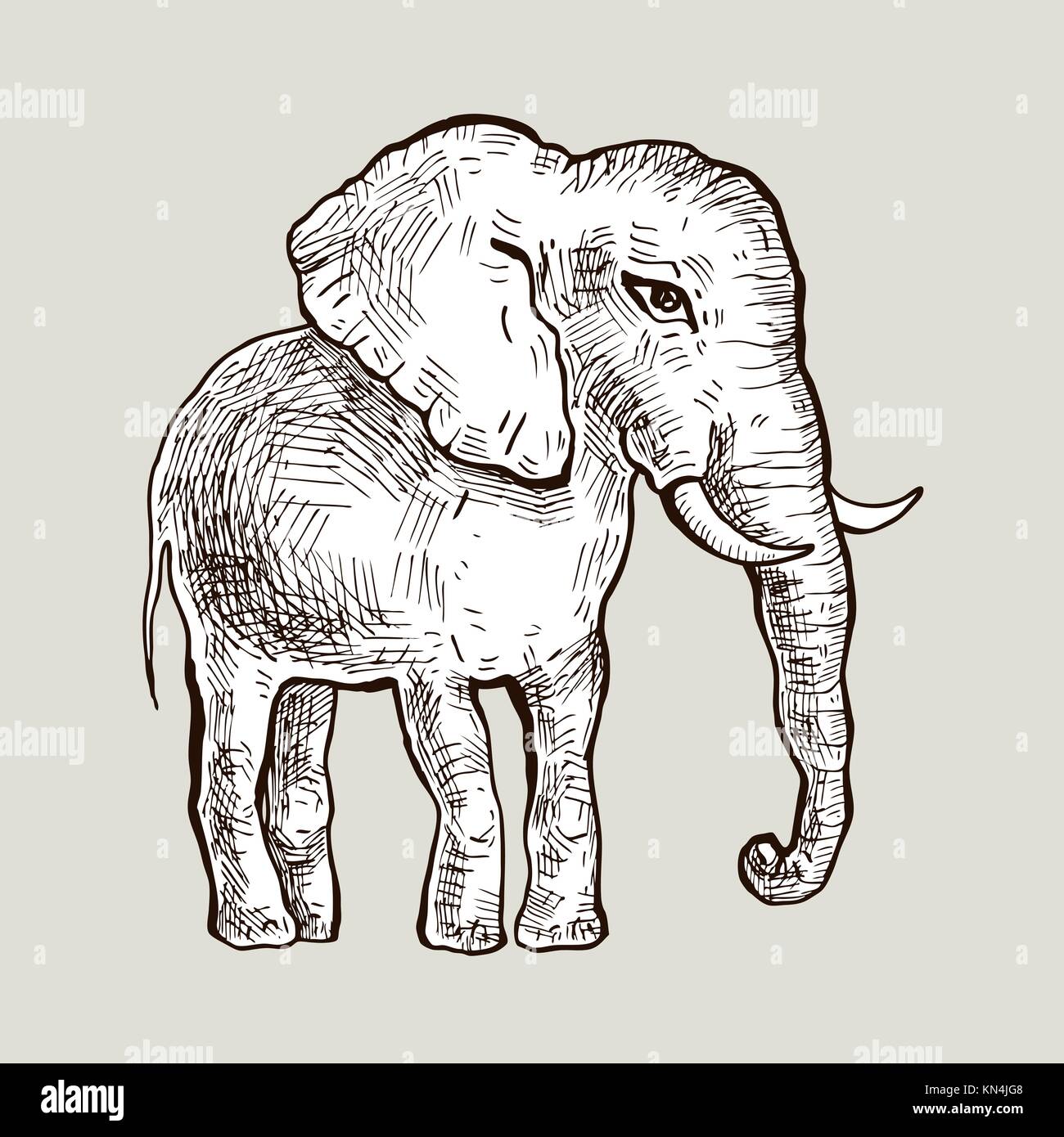 Elephant. Vector illustration Stock Vector Image & Art - Alamy