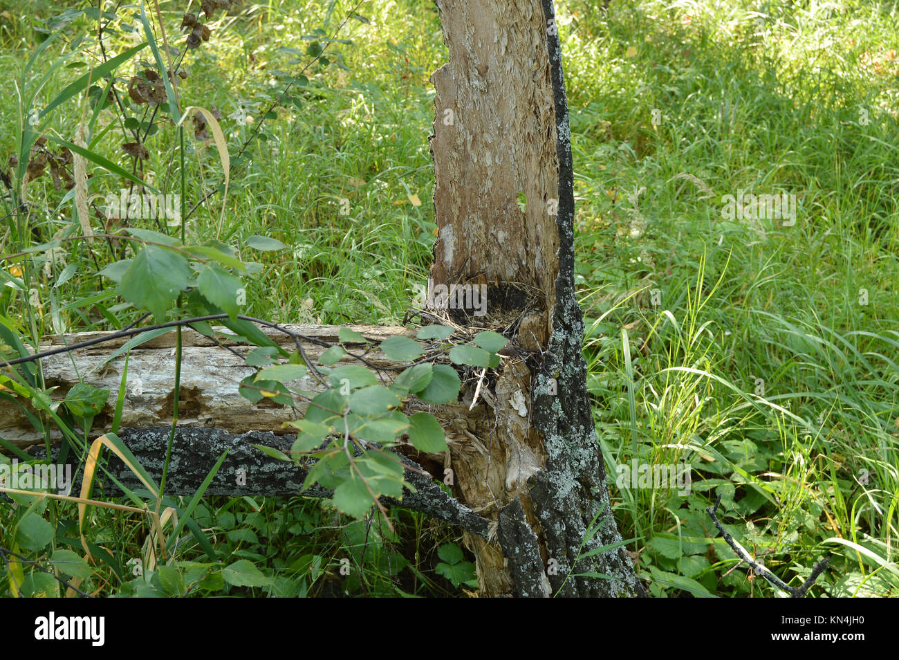 The stump in the grass and the old broken tree fallen in the forest ...
