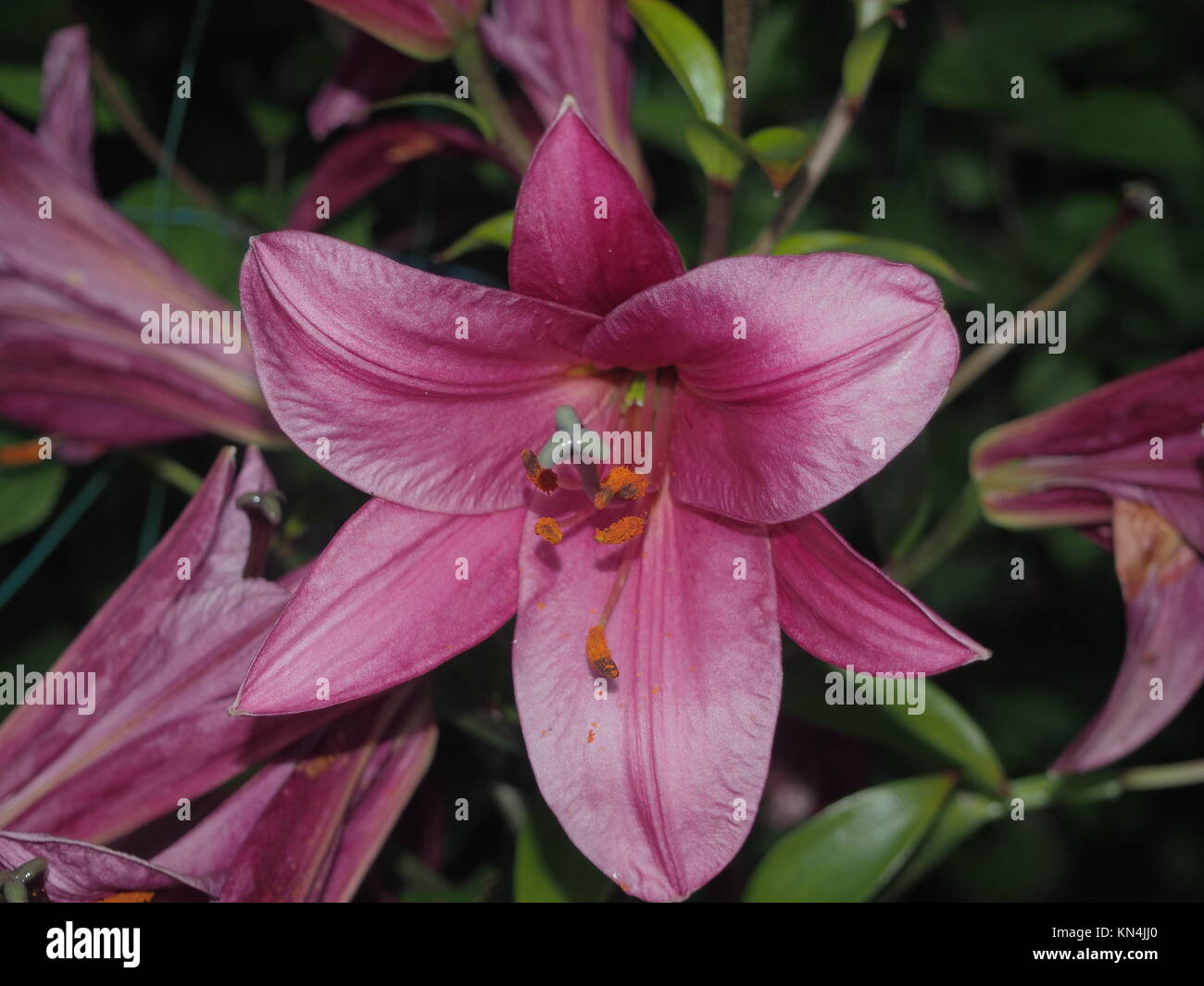 The opened Bud of a red Lily. Garden flower. Close-up Stock Photo - Alamy
