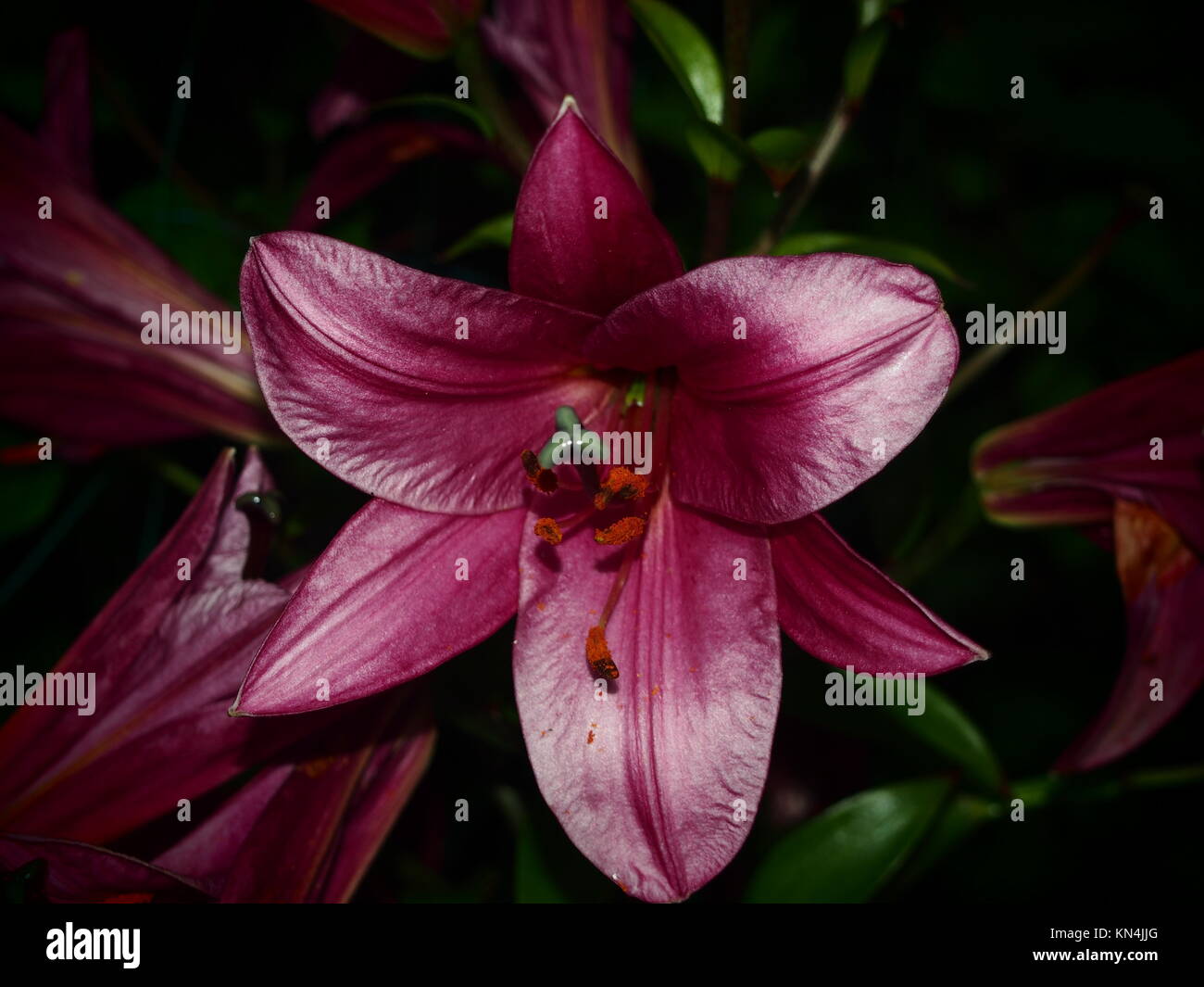 The opened Bud of a red Lily. Garden flower. Close-up Stock Photo - Alamy