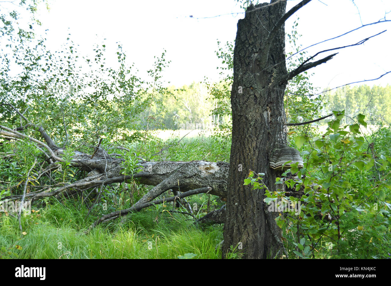 The stump in the grass and the old broken tree fallen in the forest ...