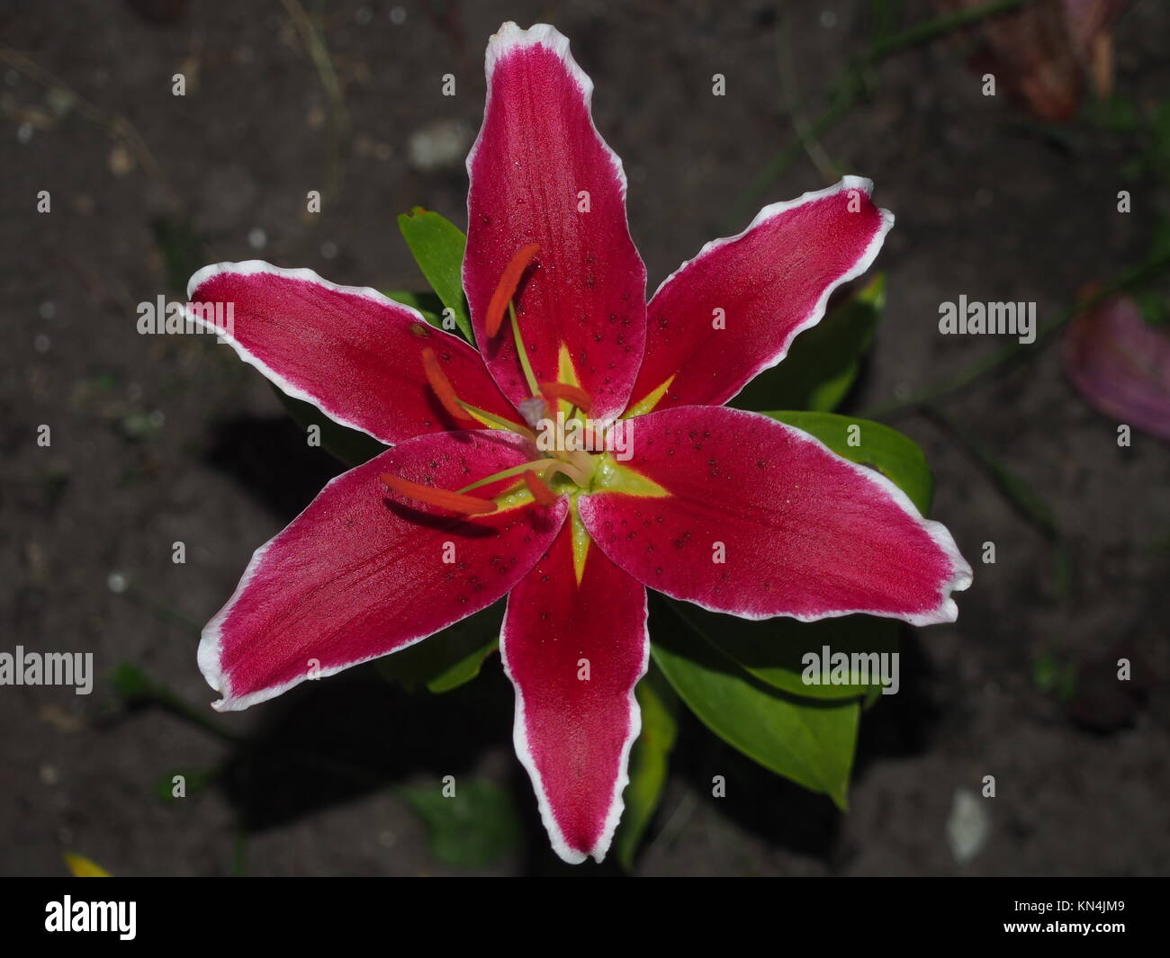 The opened Bud of a red Lily. Garden flower. Close-up Stock Photo - Alamy