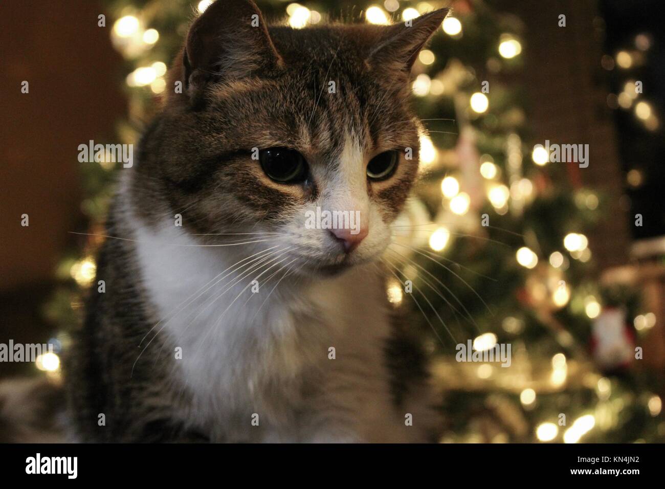 Cats in front of the Christmas tree Stock Photo - Alamy