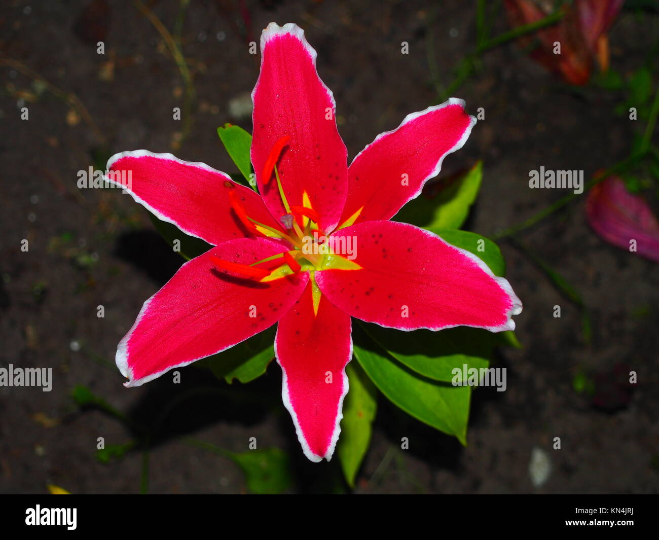 The opened Bud of a red Lily. Garden flower. Close-up Stock Photo - Alamy