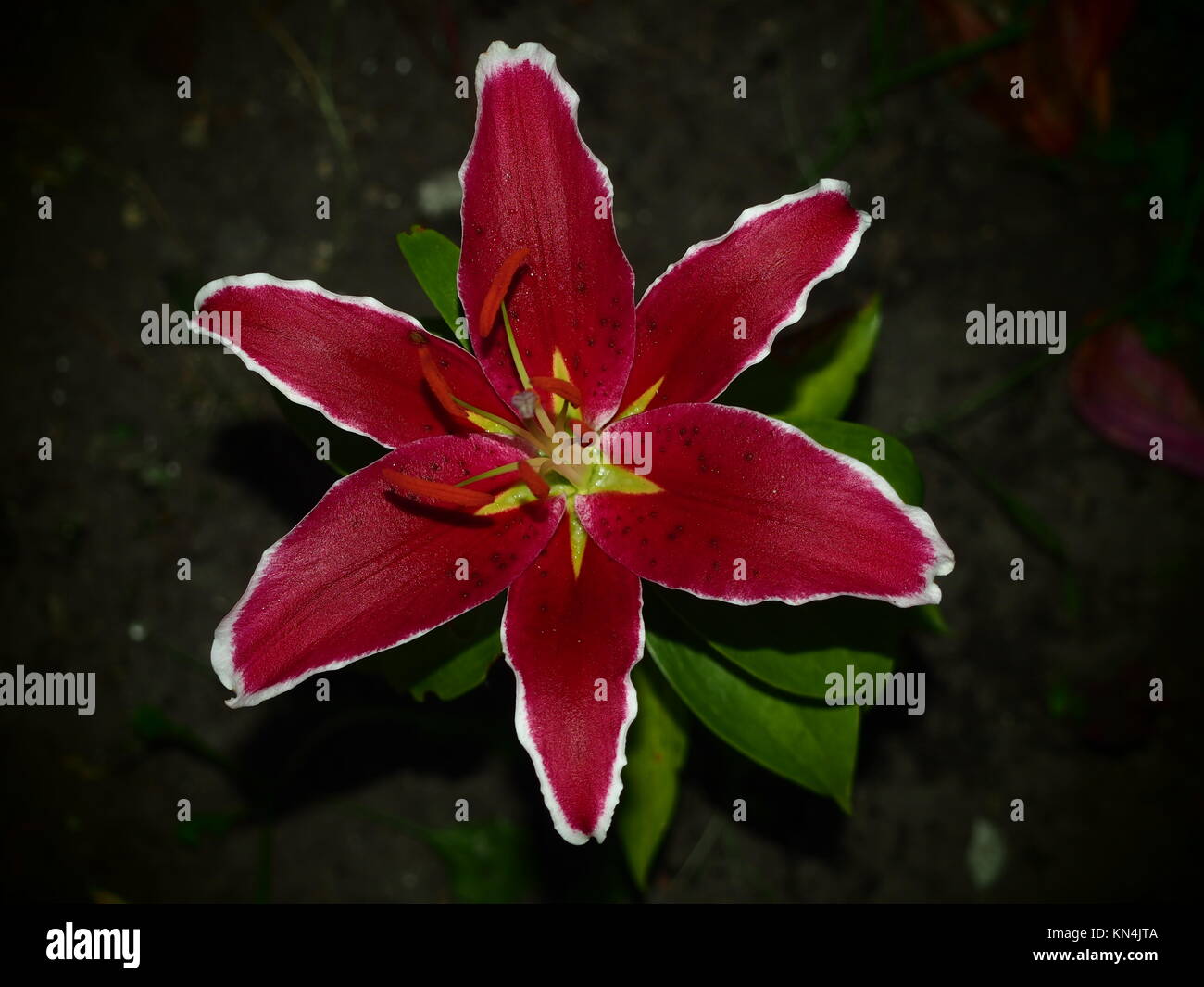 The opened Bud of a red Lily. Garden flower. Close-up Stock Photo - Alamy