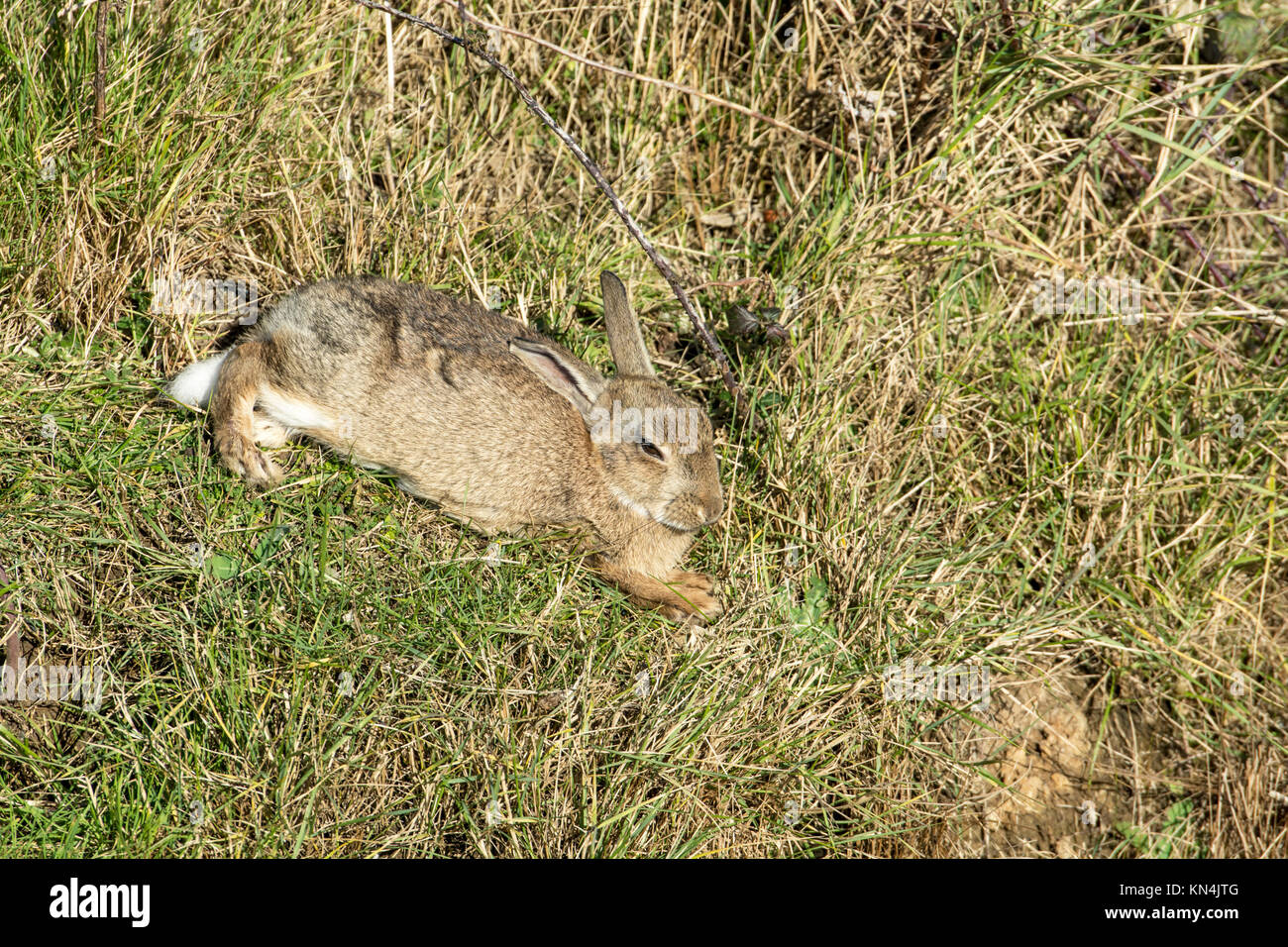 Rabbit (Oryctolagus cuniculus) sunbathing in winter sunshine Stock ...