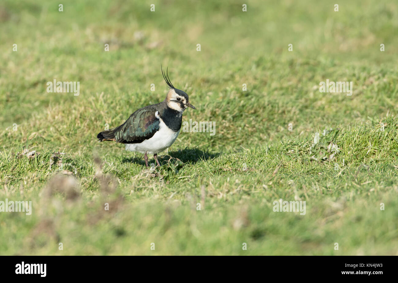 Lapwing (Vanellus vanellus Stock Photo - Alamy