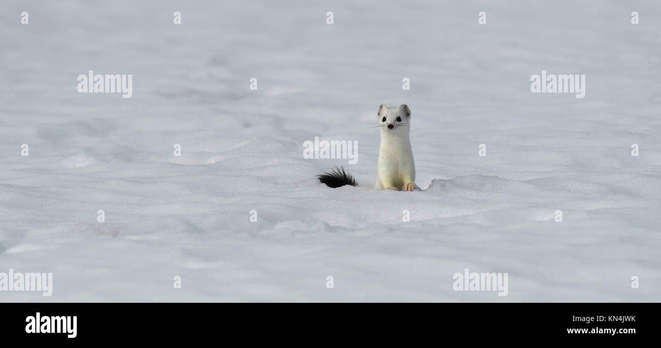 Stoat (Mustela erminea) in winter in snow, Bavaria, Germany Stock Photo - Alamy